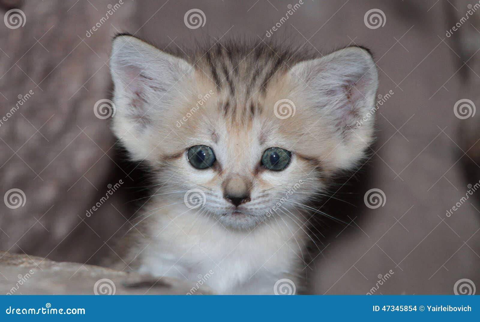 Het katje van de zandkat stock foto. Image of wild, roofdier - 47345854