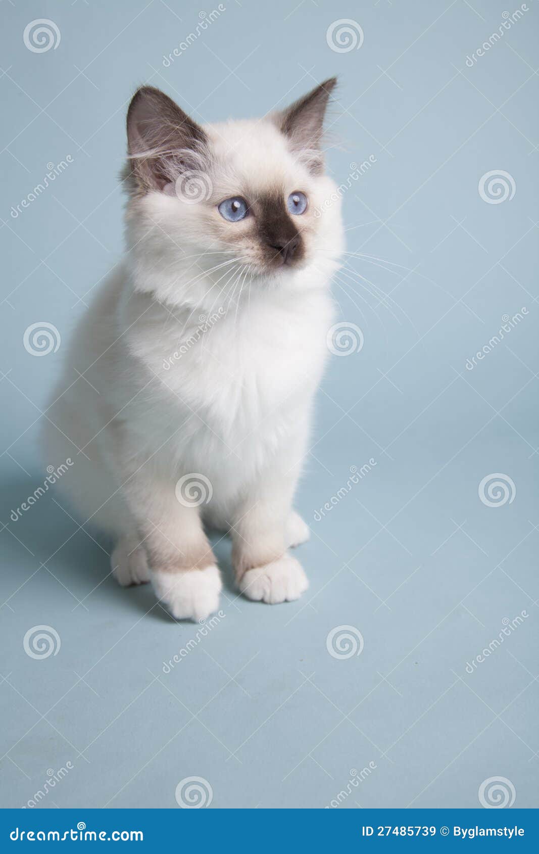 Het katje van Ragdoll stock afbeelding. Image of uitziend - 27485739