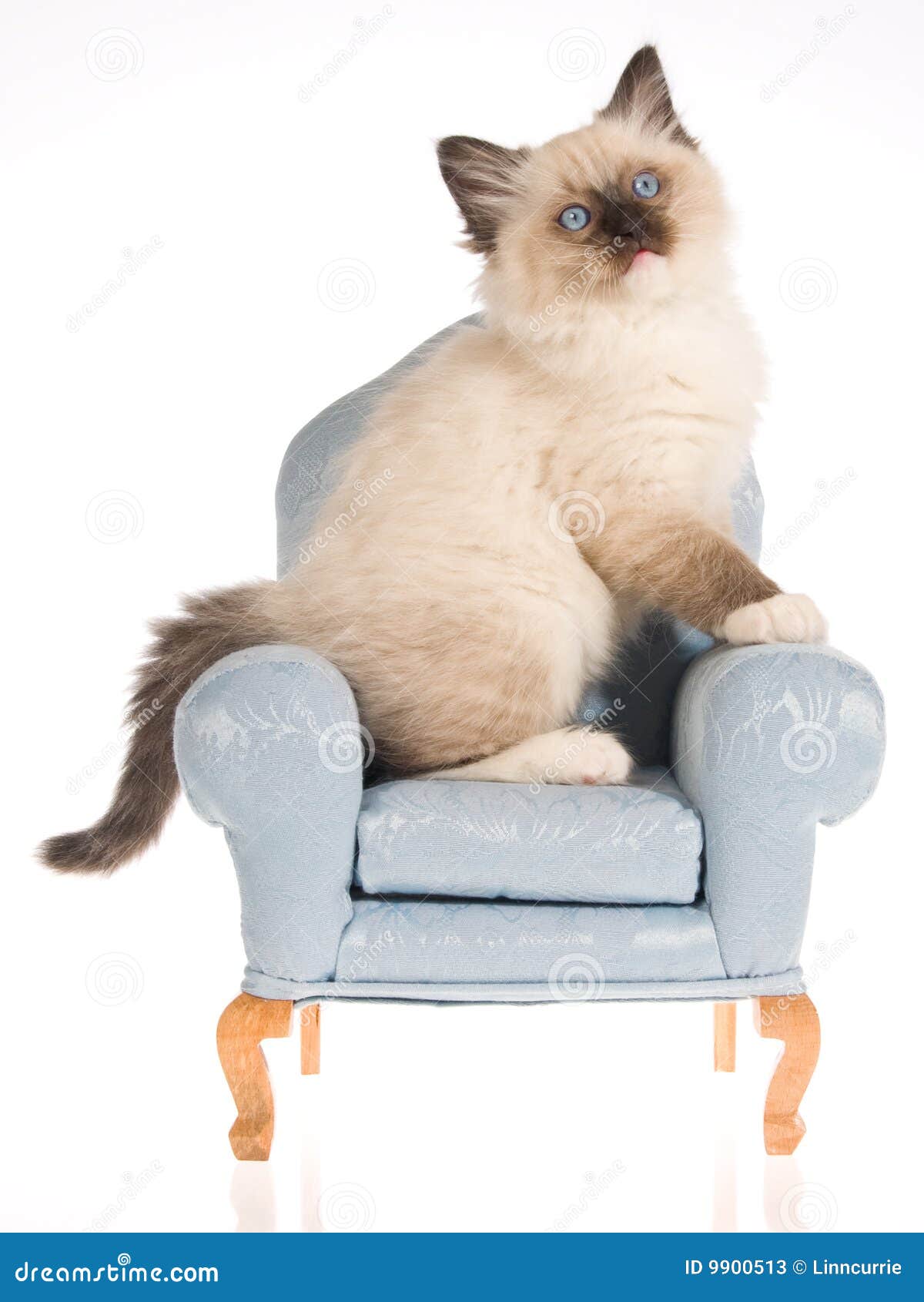 Het Katjeszitting Van Ragdoll Op Blauwe Ministoel Stock Afbeelding ...