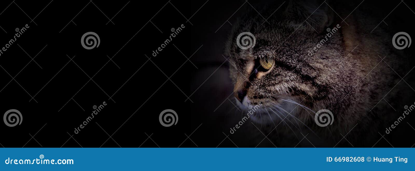 Het Kattenhoofd Met Zwarte Achtergrond Stock Foto - Image of bont, ogen ...