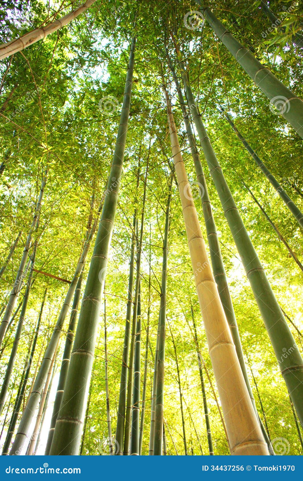Het Kijken Omhoog in Een Bamboebosje Stock Foto - Image of uitziend ...