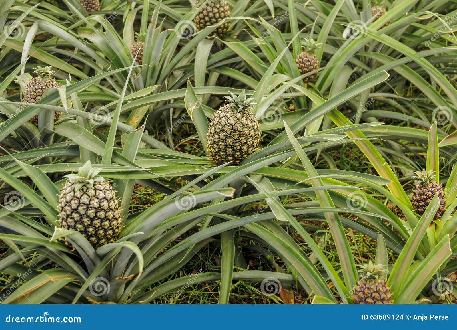 Het kleine Ananas groeien stock foto. Image of aanplanting - 63689124