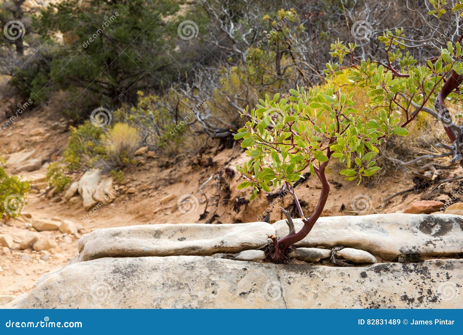 Het Kleine Boom Groeien Van Een Rots in De Woestijn Stock Afbeelding ...