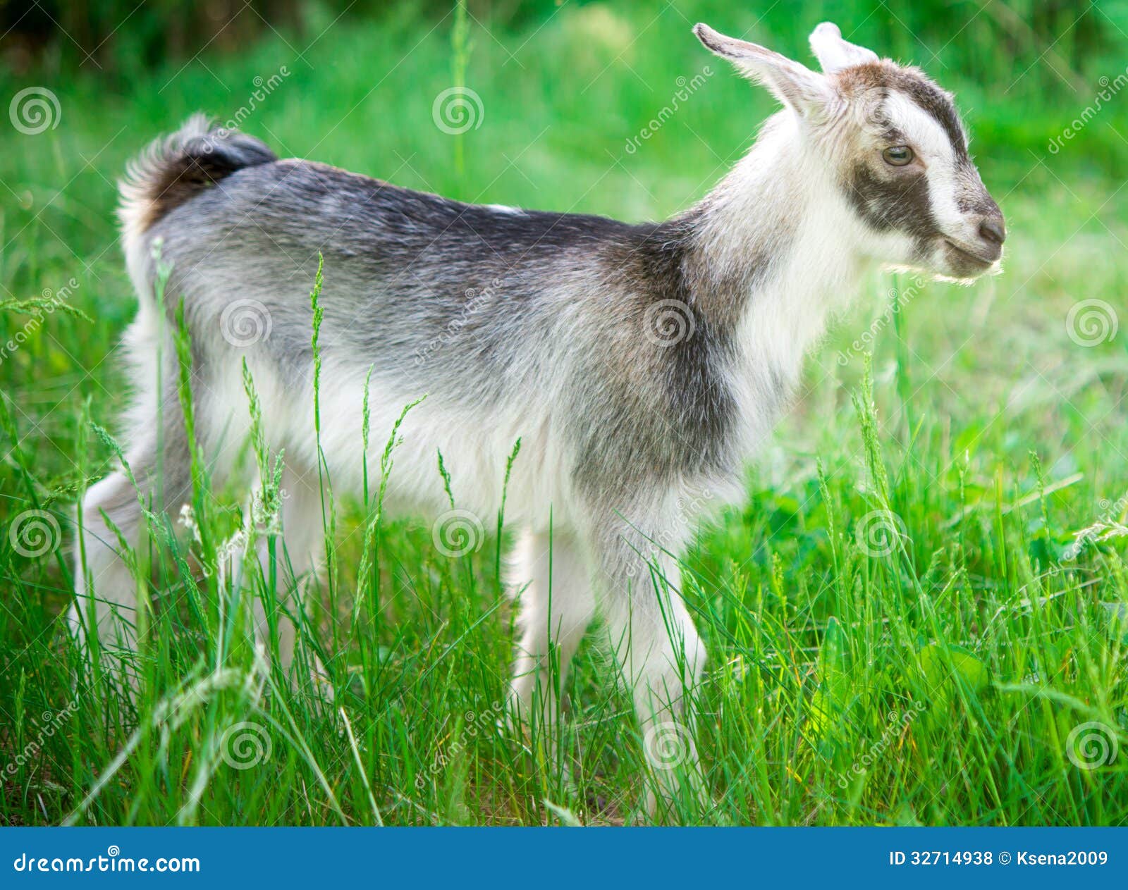 Het kleine geit weiden stock foto. Image of pret, gehoornd - 32714938