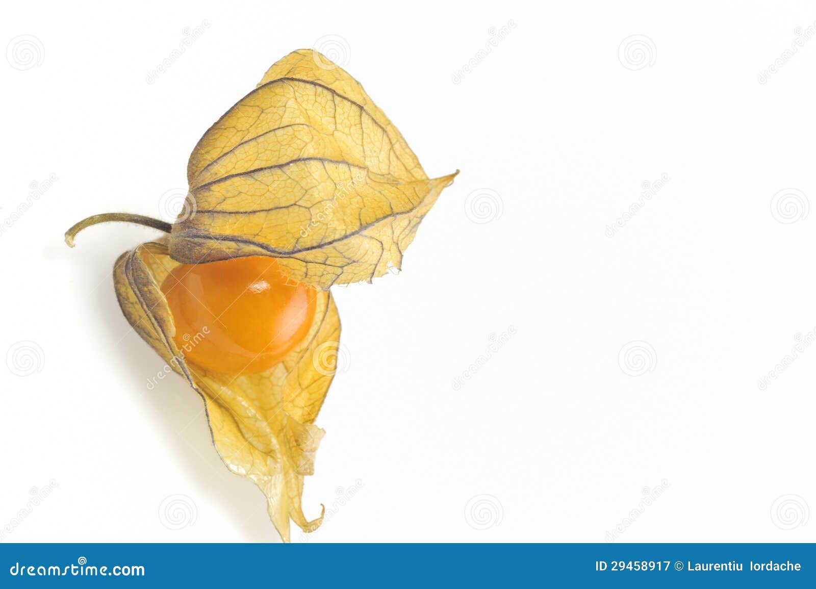 Het Kleine Gele Fruit Van Phisalis Stock Afbeelding - Image of gewas ...