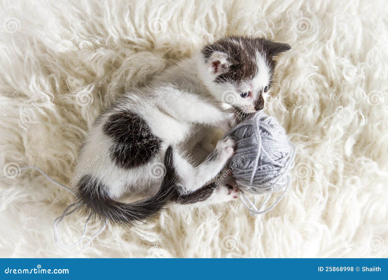 Het Kleine Katje Spelen Met Streng Stock Foto - Image of katje, spelen ...