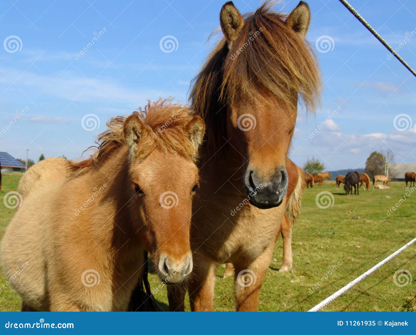Het Kleine Veulen Met Uw Moeder Stock Afbeelding - Image of ruiter ...