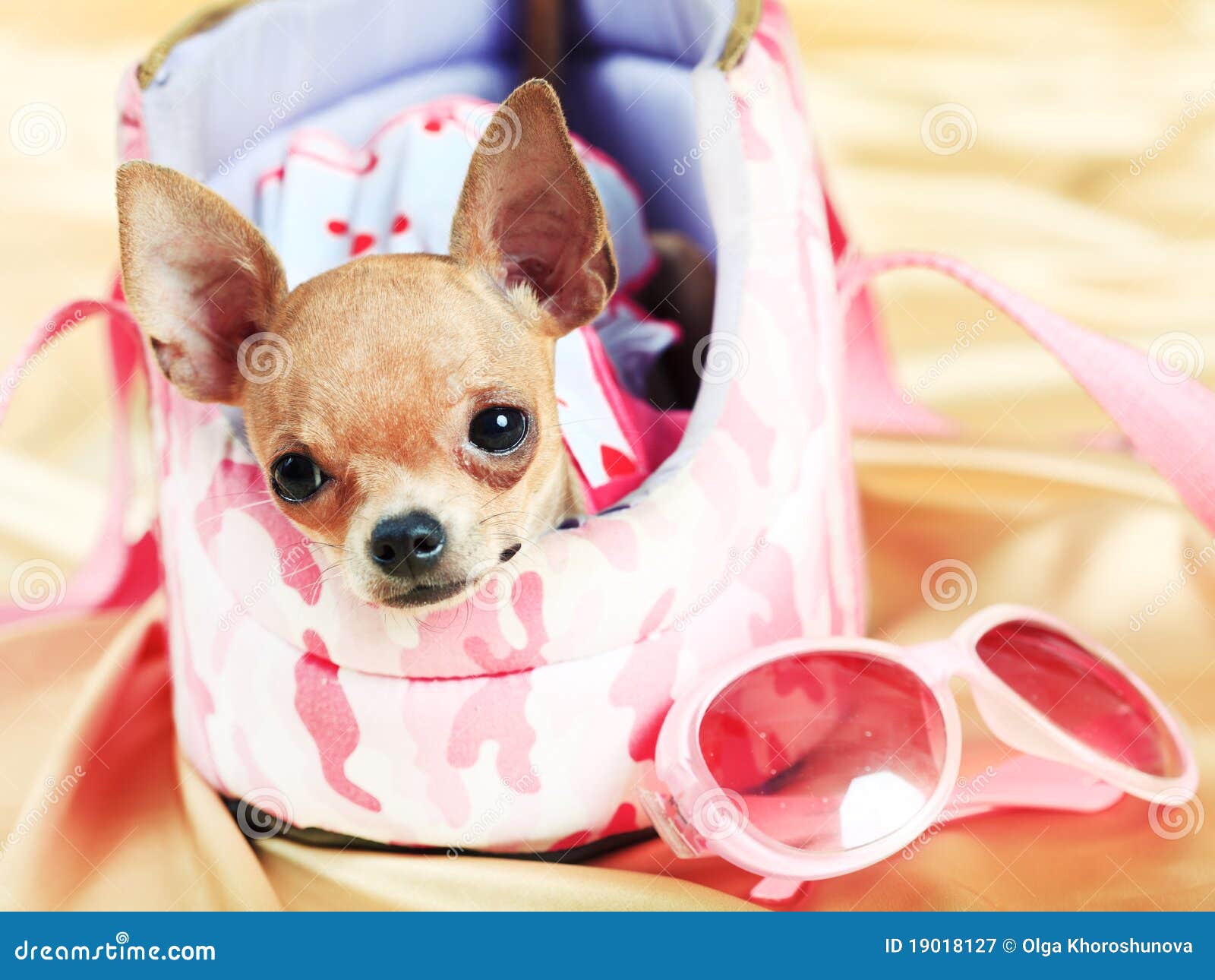 Het kleinste ras van hond stock afbeelding. Image of manier - 19018127