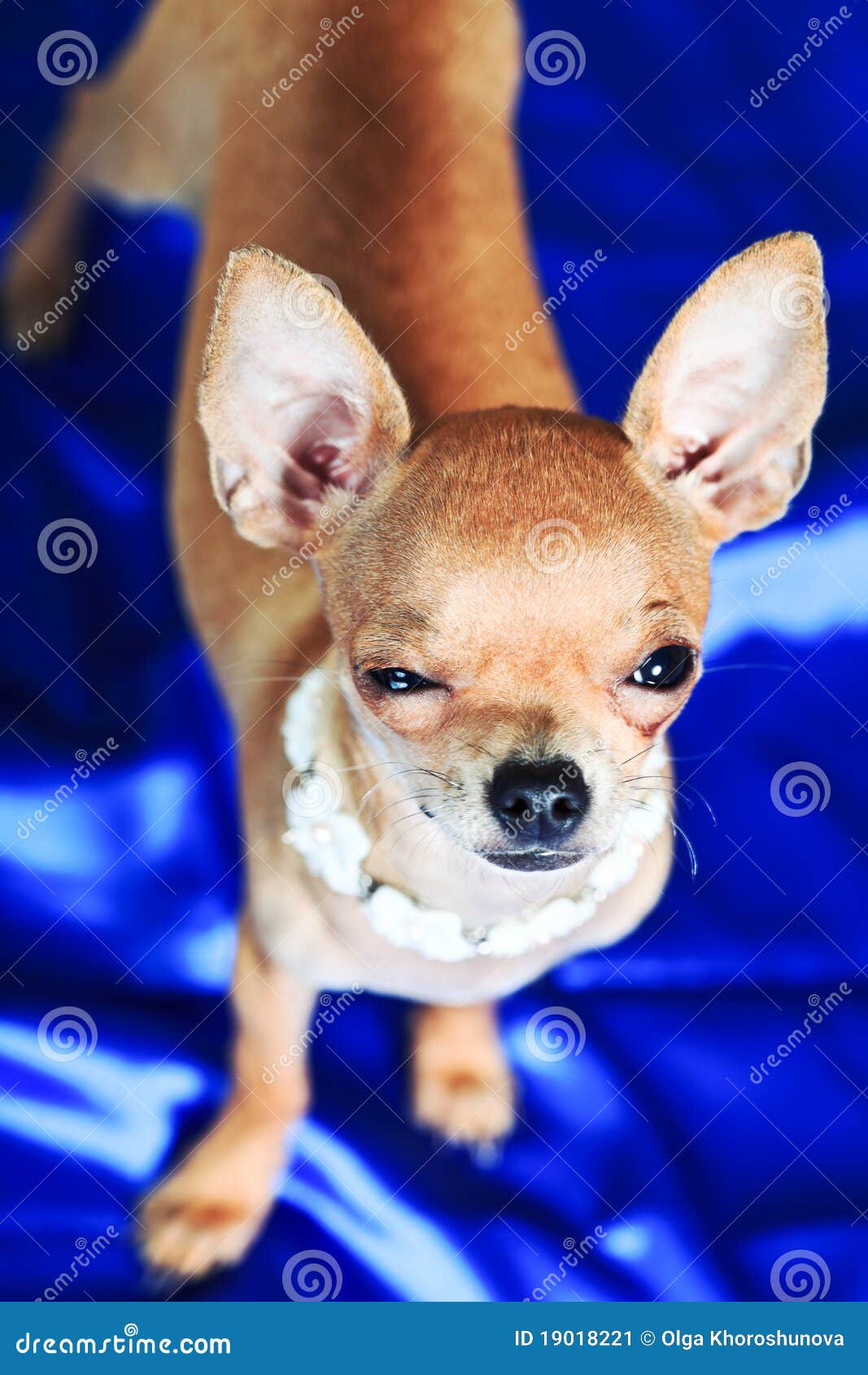 Het kleinste ras van hond stock afbeelding. Image of bruin - 19018221