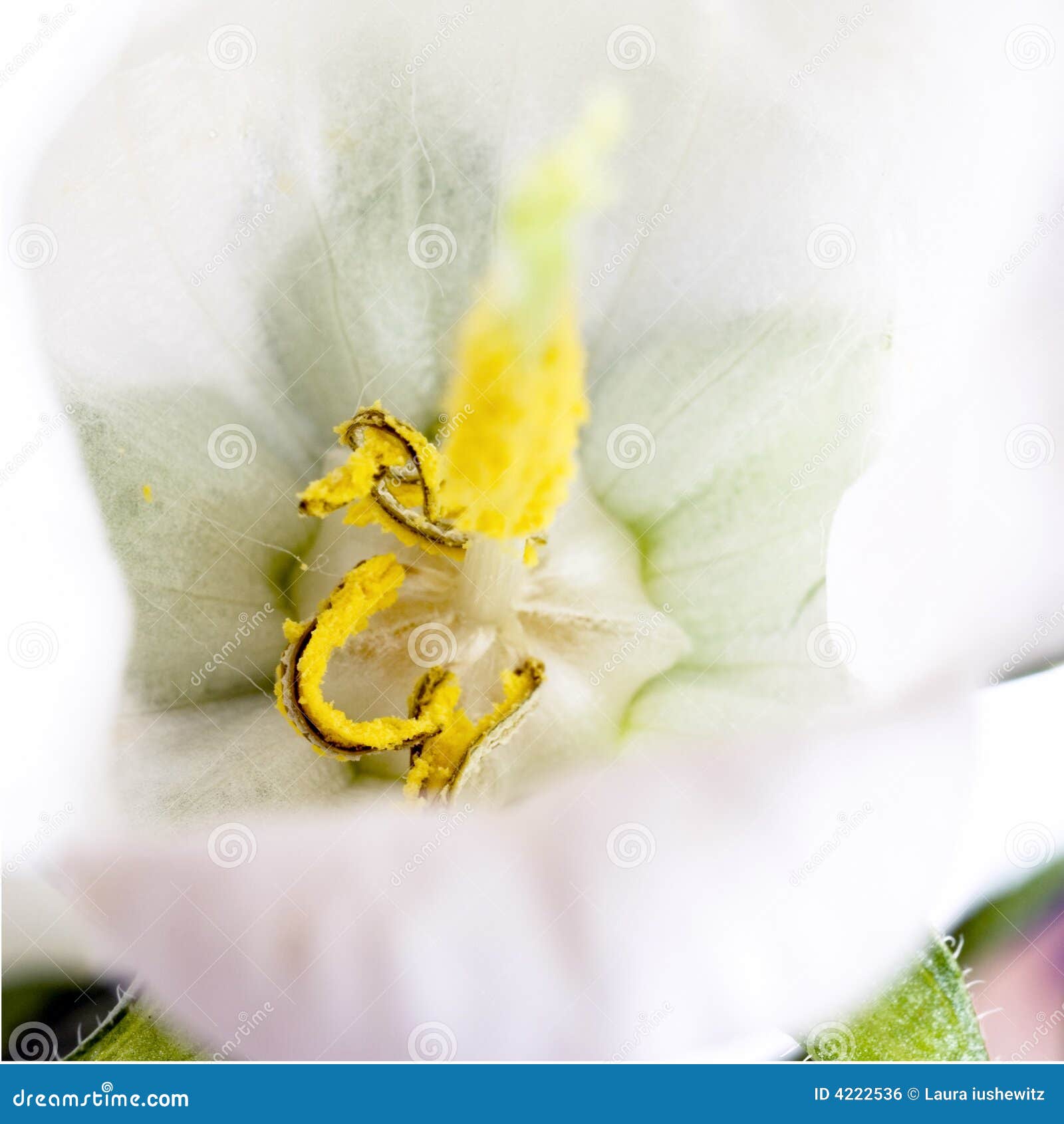 Het klokje van helmknoppen stock foto. Image of stamper - 4222536