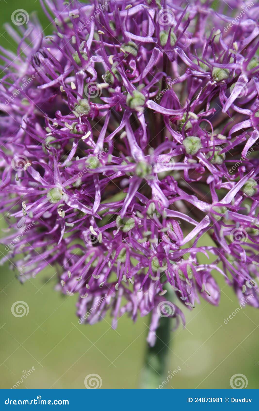 Het knoflook van de bloem stock afbeelding. Image of leven - 24873981