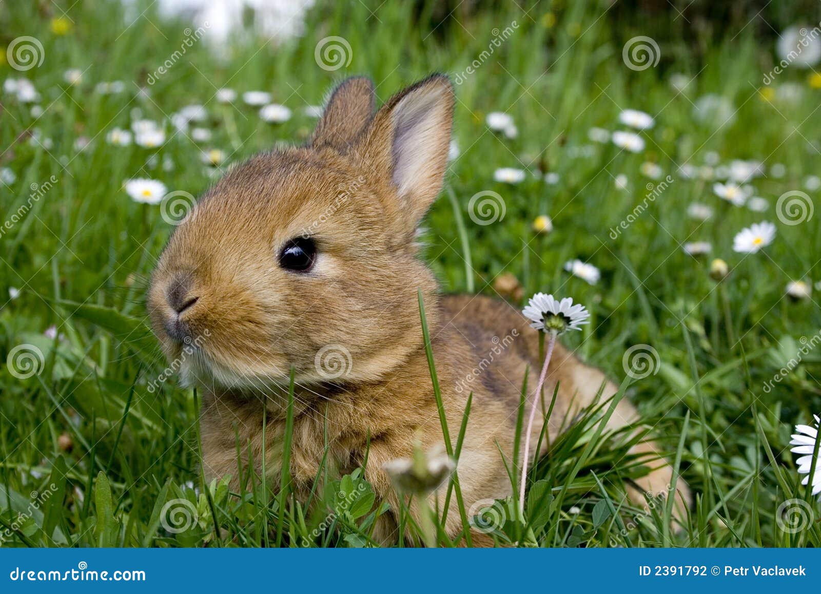 Het Konijn van Pasen stock foto. Image of levend, pasen - 2391792