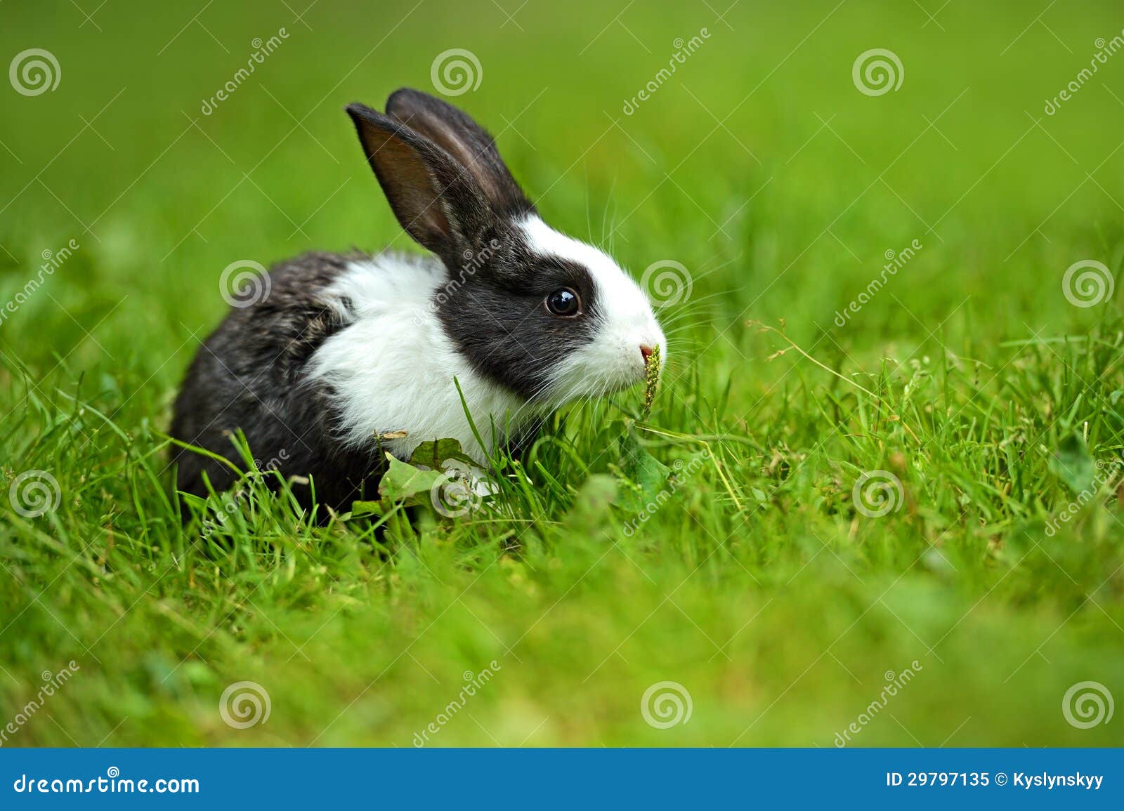 Konijn stock afbeelding. Image of zoogdieren, bont, dieren - 29797135