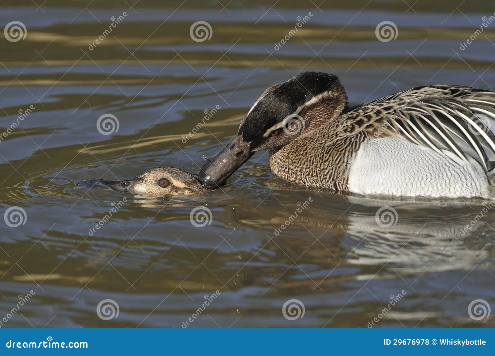 Het Koppelen Van De Eenden Van De Zomertaling Stock Foto - Image of ...