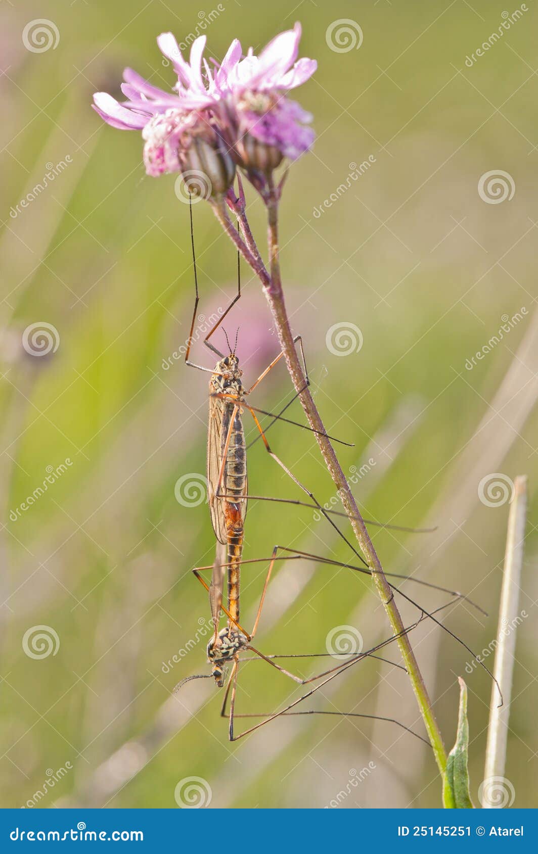 Het Koppelen Van Langpootmuggen Stock Afbeelding - Image of ogen ...