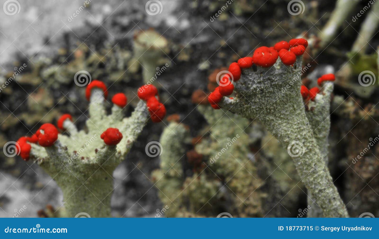 Het Korstmos Van Het Rendier Stock Afbeelding - Image of noord, groei ...