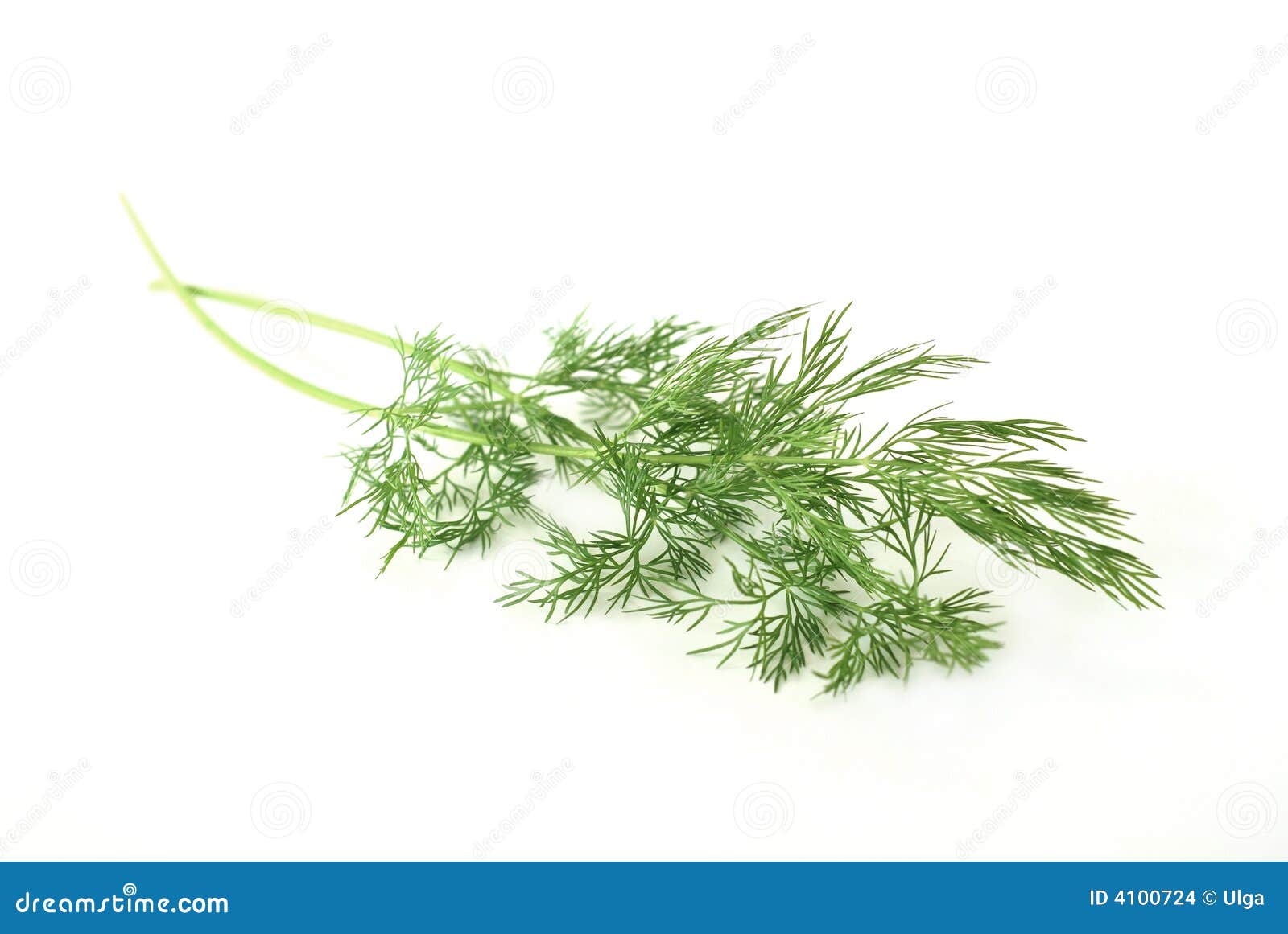 Het kruid van de dille stock foto. Image of vers, dille - 4100724