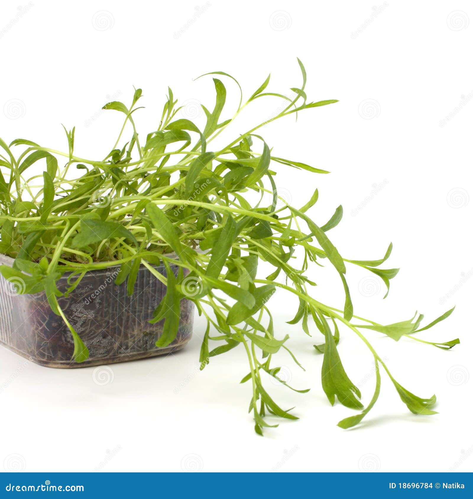 Het kruid van de dragon stock foto. Image of sluit, kruiden - 18696784