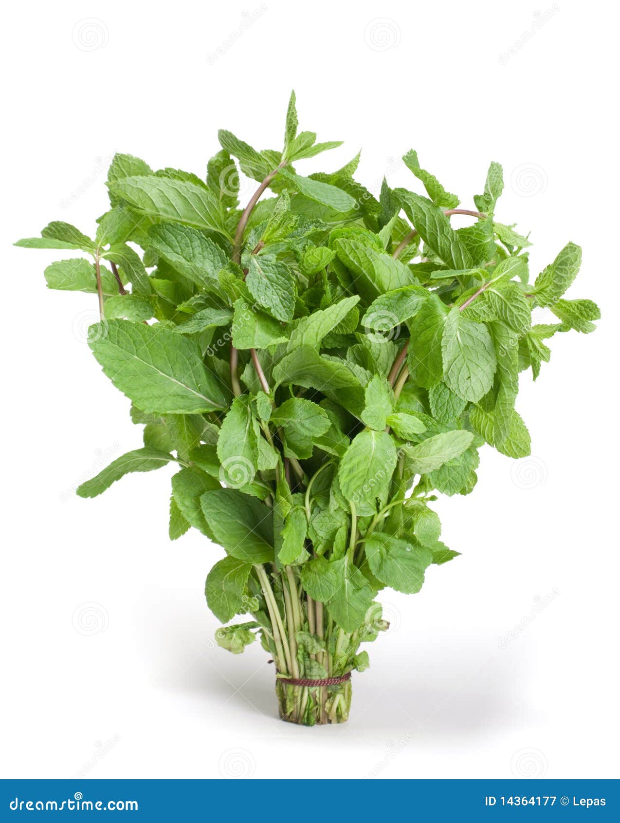 Het Kruid Van De Groene Munt Stock Afbeelding - Image of vers, kruid ...