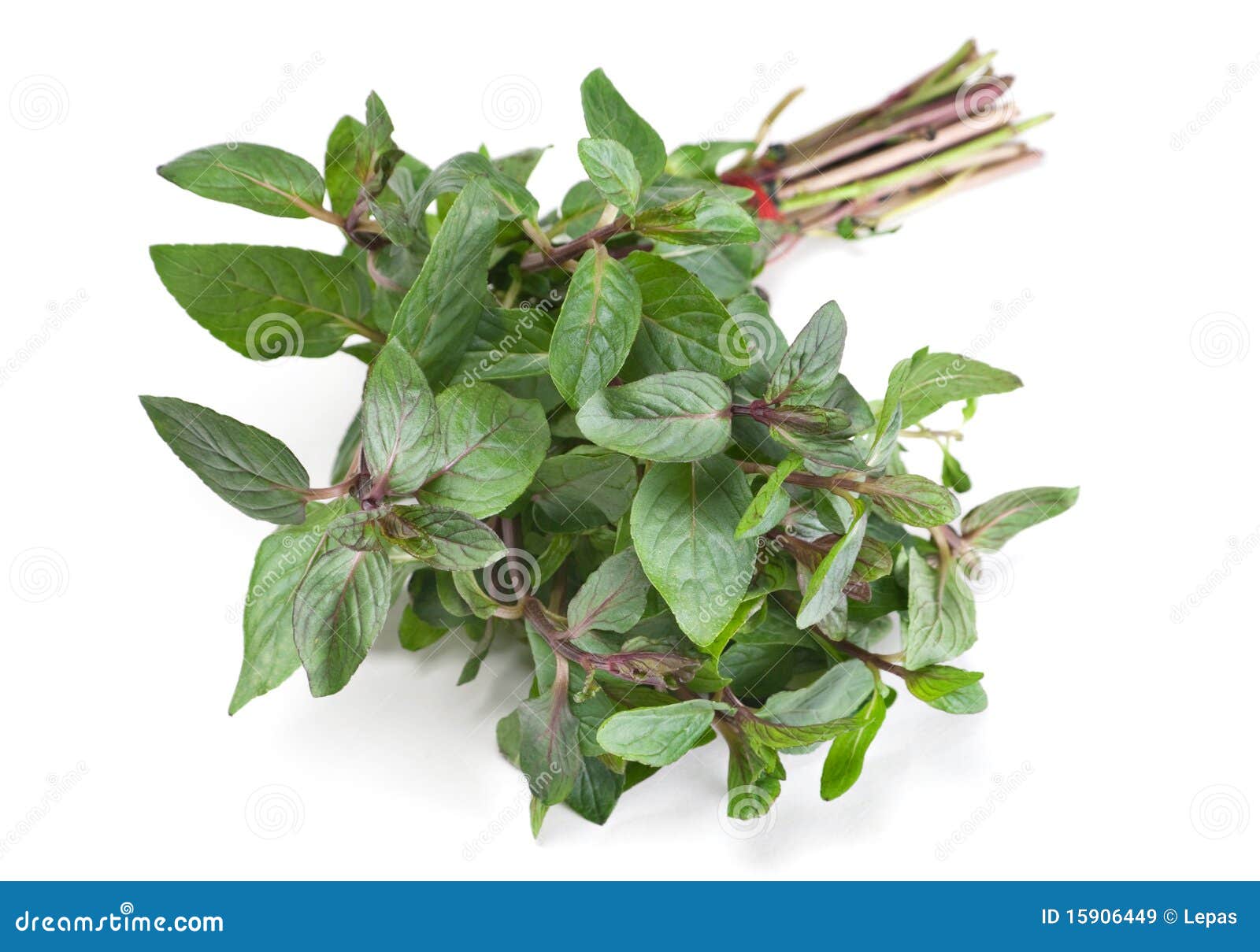Het kruid van de munt stock afbeelding. Image of kruid - 15906449