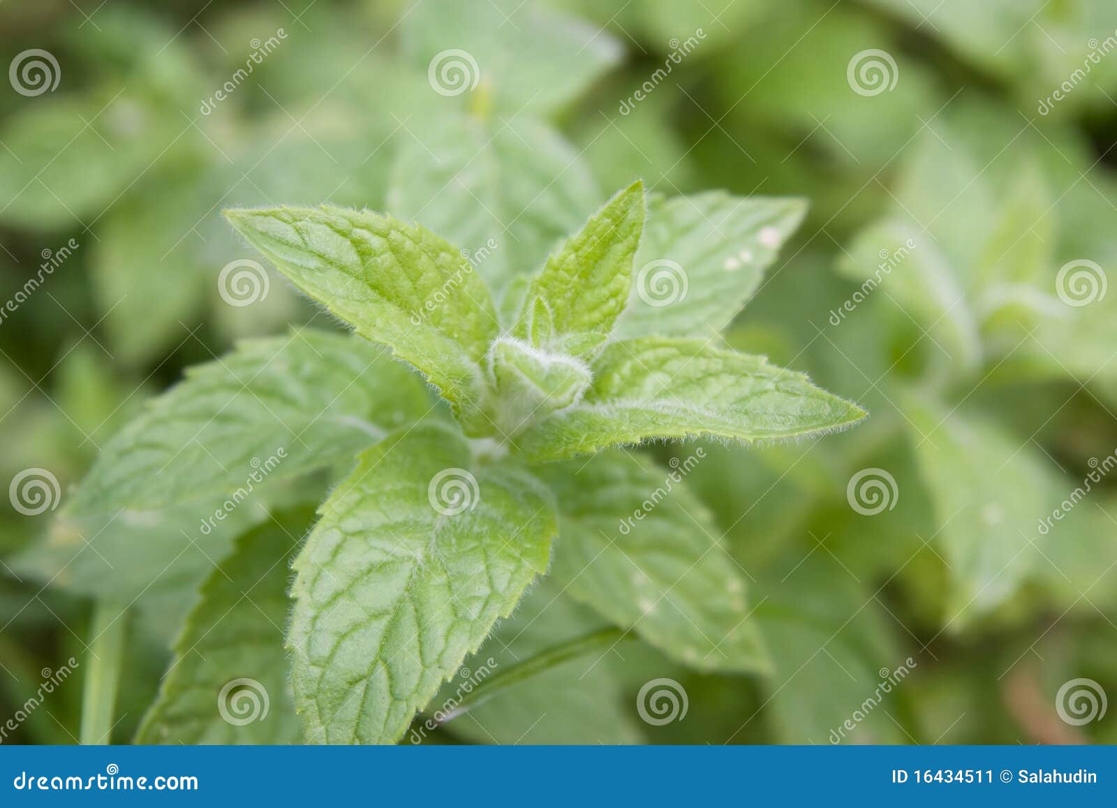 Het kruid van de munt stock afbeelding. Image of macro - 16434511