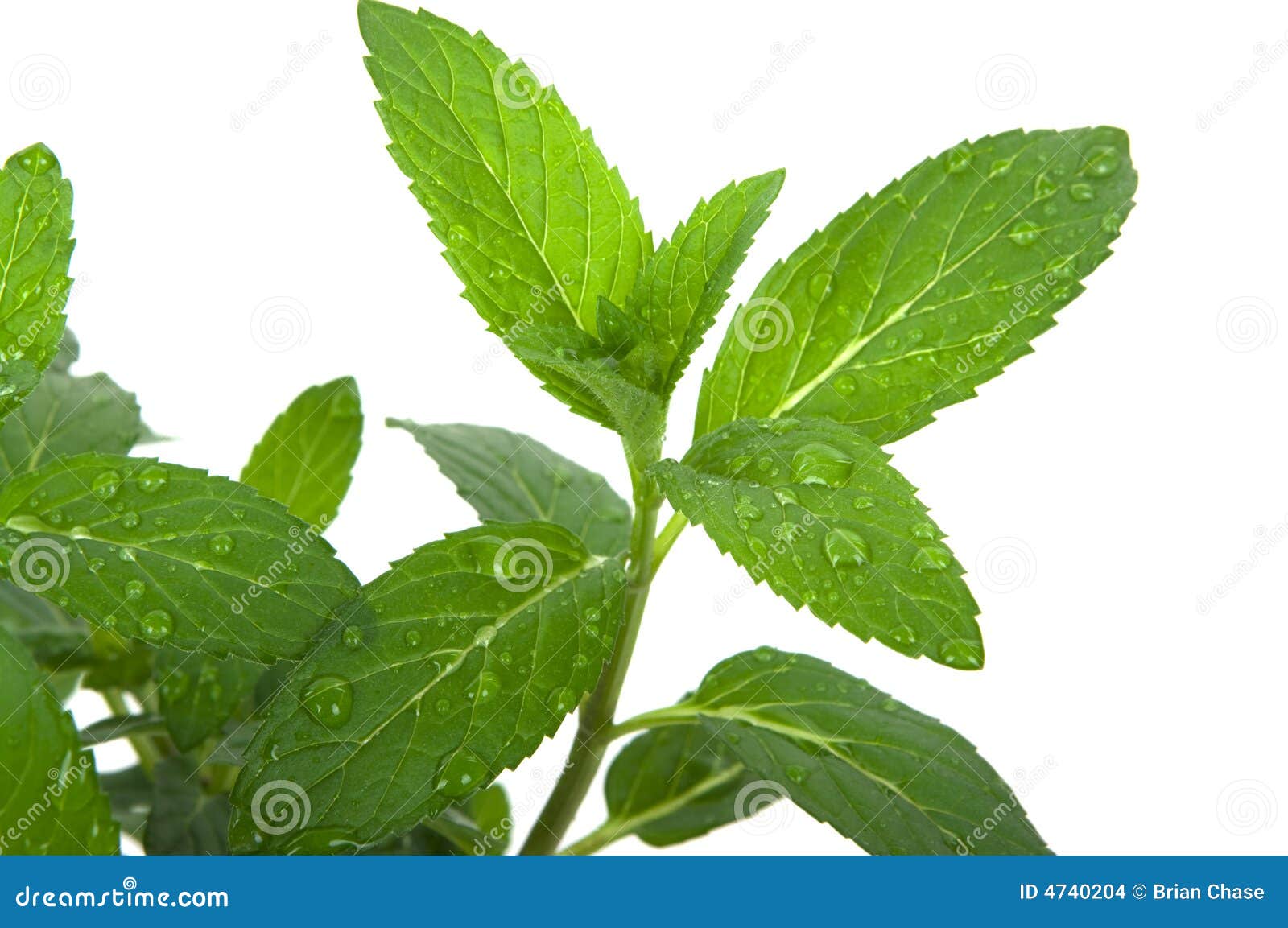 Het Kruid van de munt stock foto. Image of blad, ingrediënt - 4740204