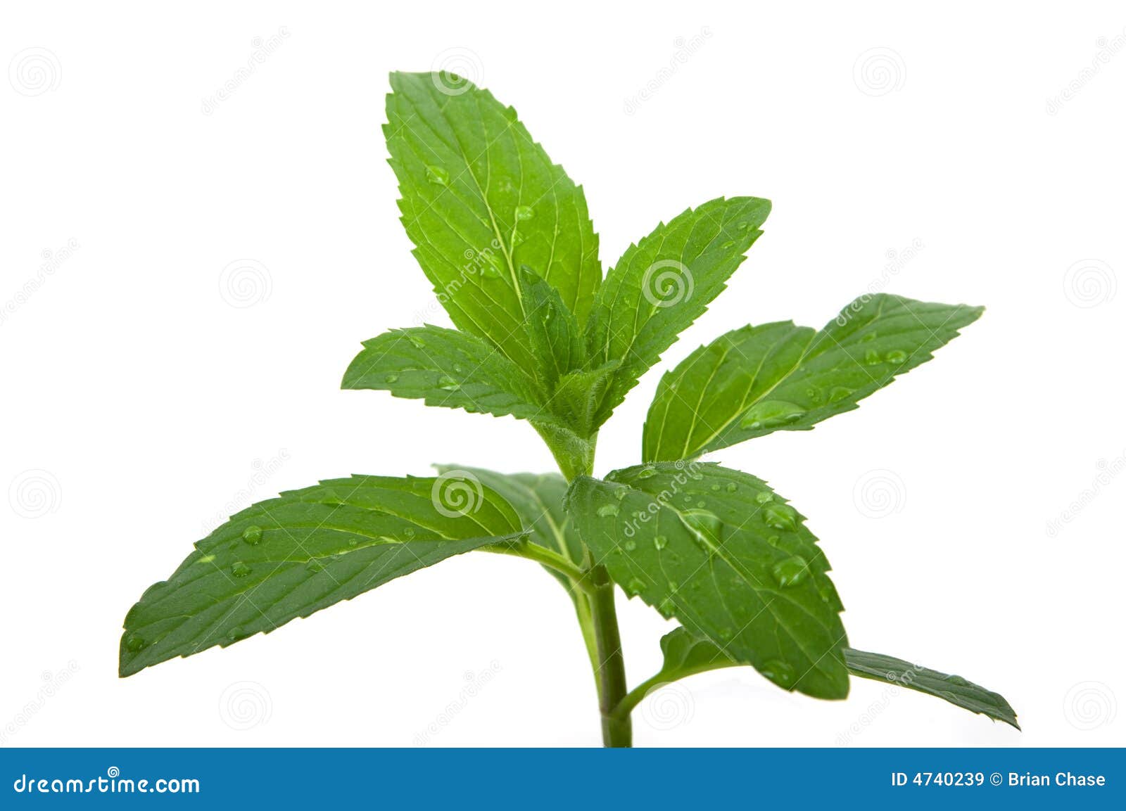 Het Kruid van de munt stock afbeelding. Image of groen - 4740239