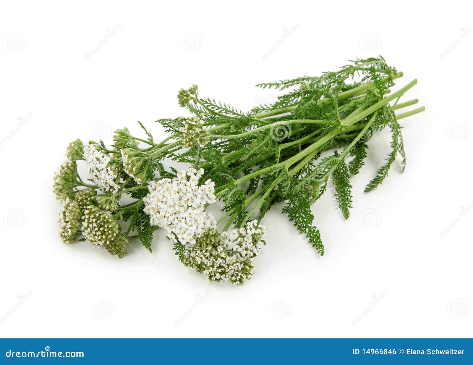 Het Kruid Van Het Duizendblad Stock Foto - Image of studio, bundel ...