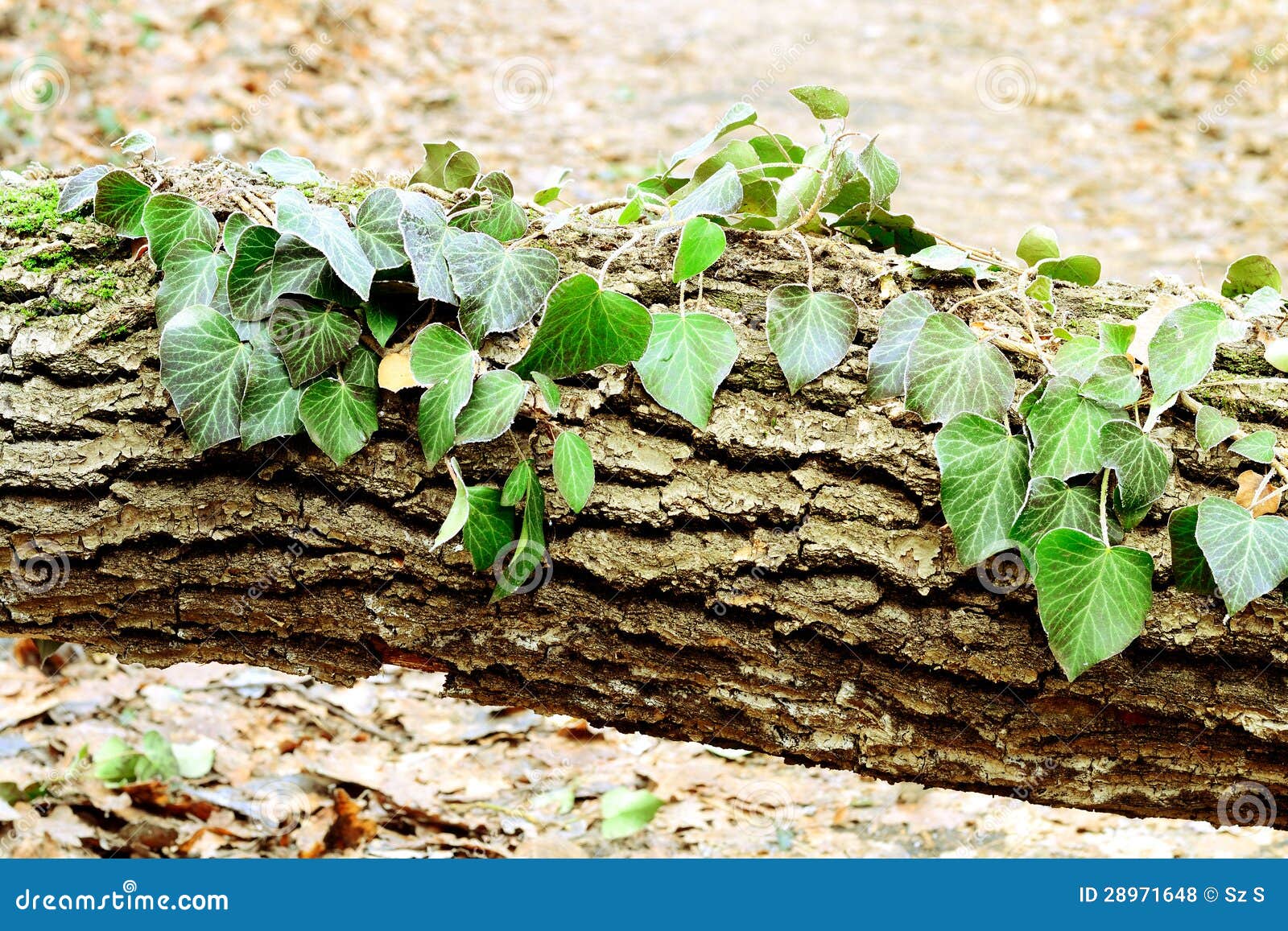 Het Kruipen Van De Klimop Langs Boom Stock Foto - Image of boom, flora ...