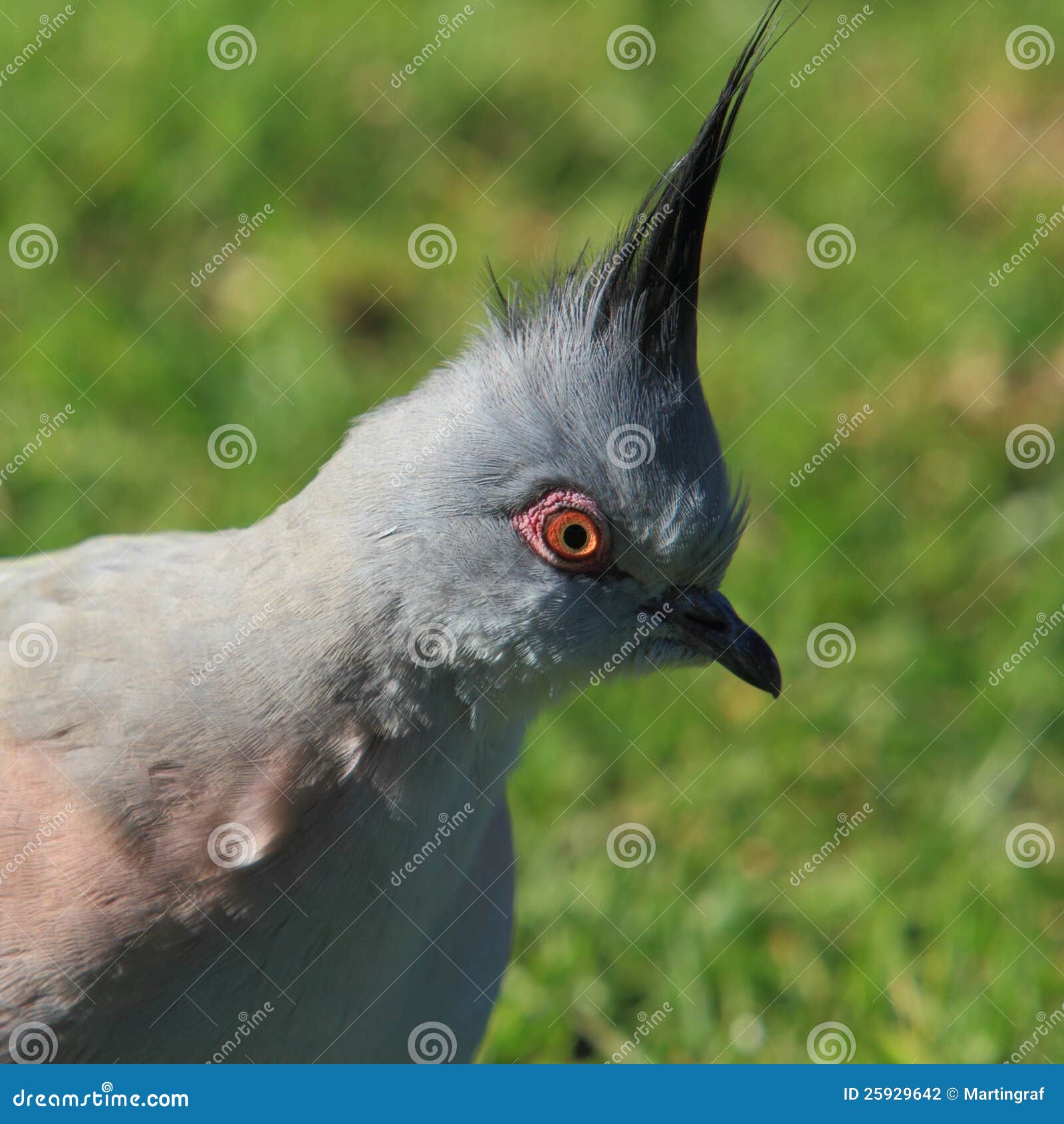 Het Kuif Portret Van De Duif Stock Foto - Image of gazon, punker: 25929642