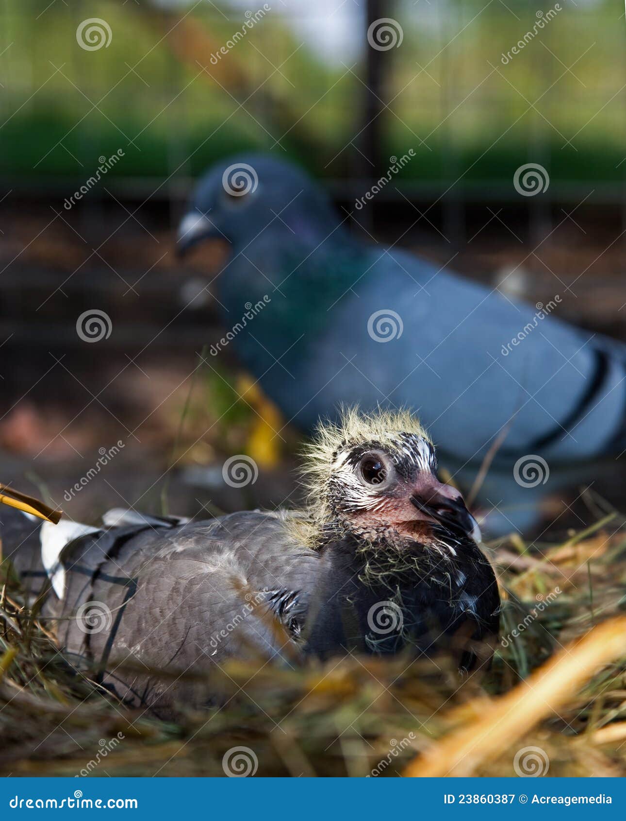 Het kuiken van de postduif stock afbeelding. Image of duif - 23860387