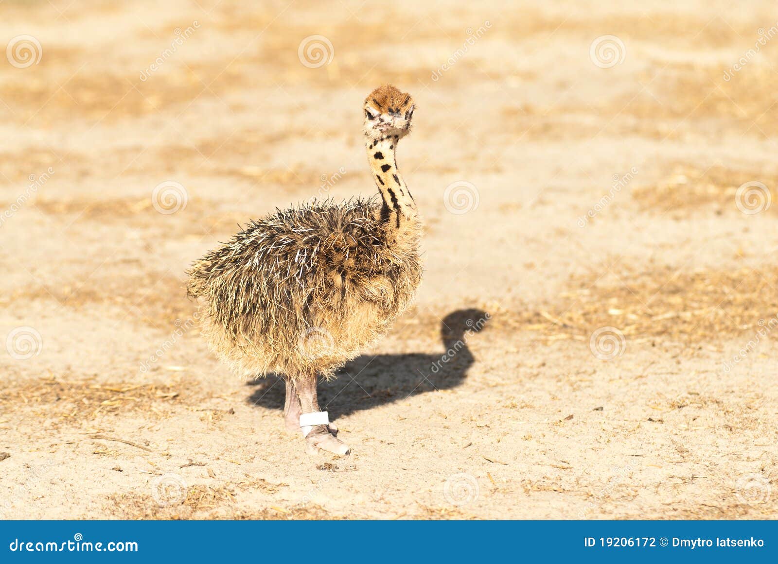 Het Kuiken Van De Struisvogel Stock Foto - Image of buiten, kijk: 19206172