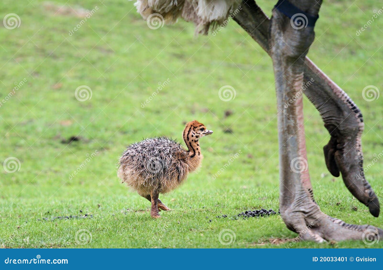 Het Kuiken Van De Struisvogel Stock Afbeelding - Image of afrika, dier ...