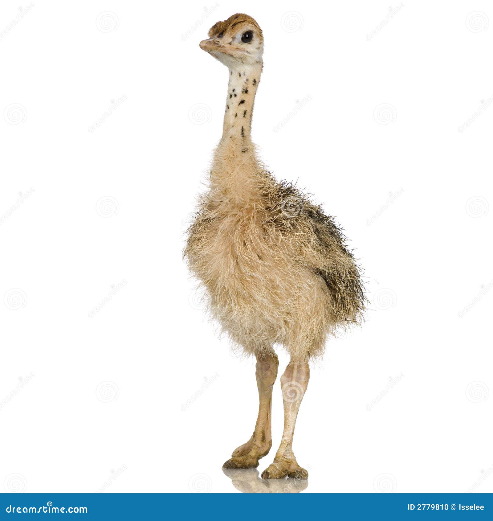 Het Kuiken Van De Struisvogel Stock Foto - Image of poot, geboren: 2779810
