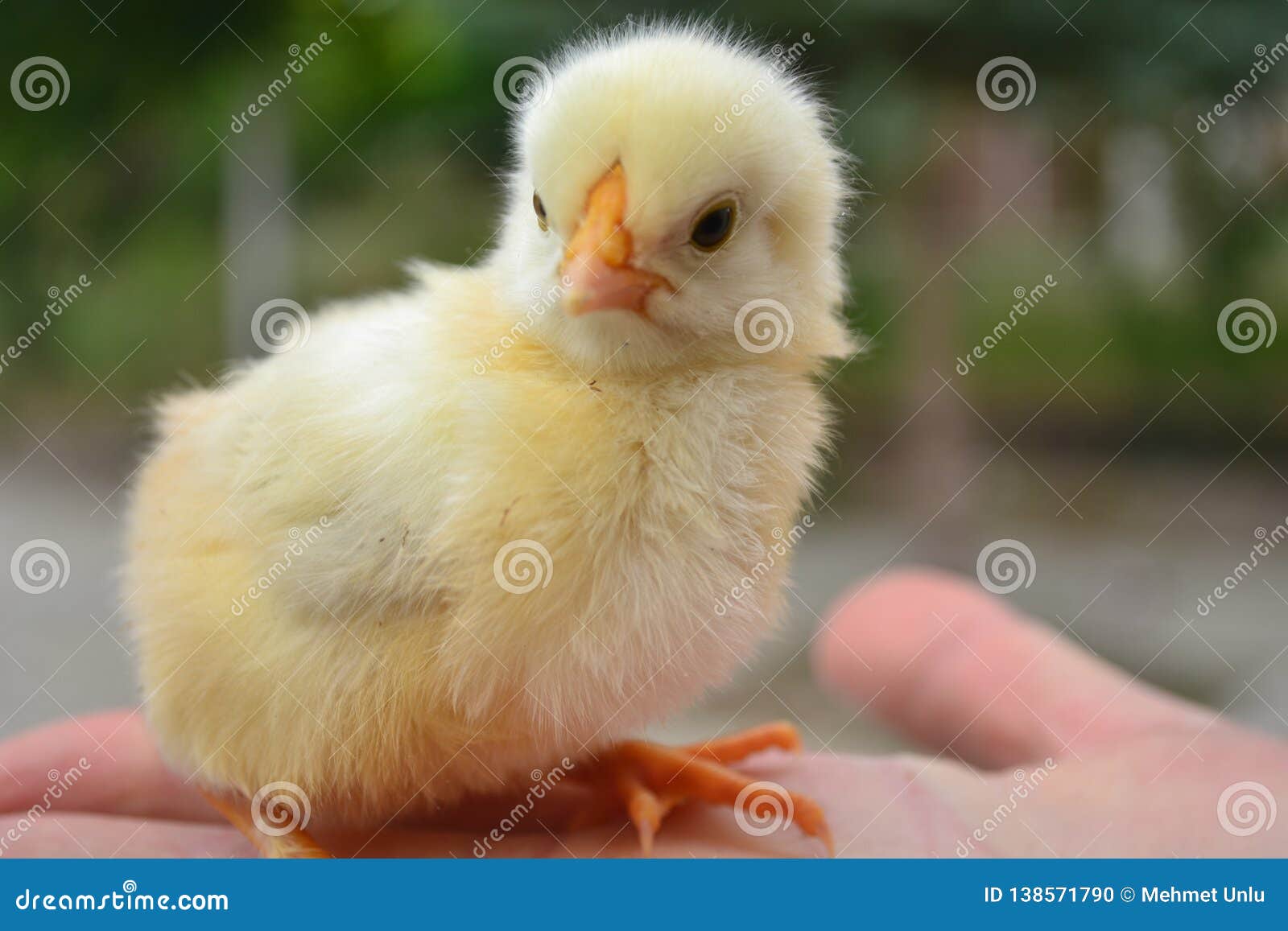 Het Kuiken Zal De Kip Kweken Stock Foto - Image of grafisch, kuiken ...