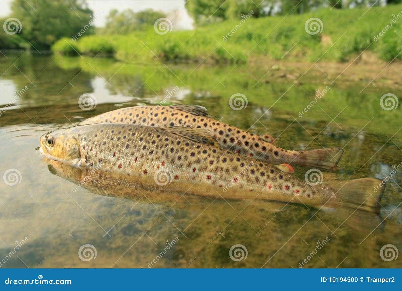 Het kuit schieten stock foto. Image of leef, groot, hengelsport - 10194500