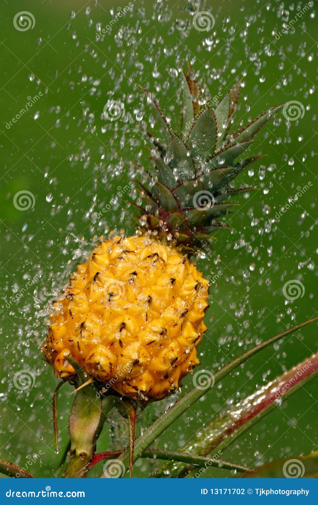 Het Kweken Van Ananas Onder De Watersproeier Stock Foto - Image of ...