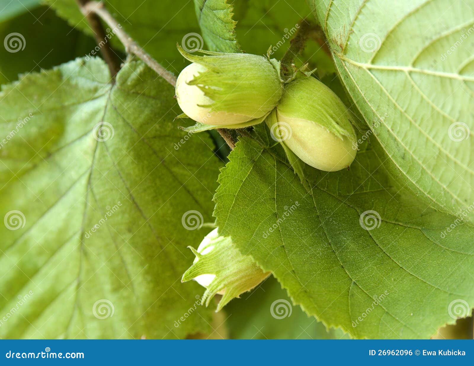 Het Kweken Van Hazelnoten Met Blad Op Boom Stock Foto - Image of gezond ...