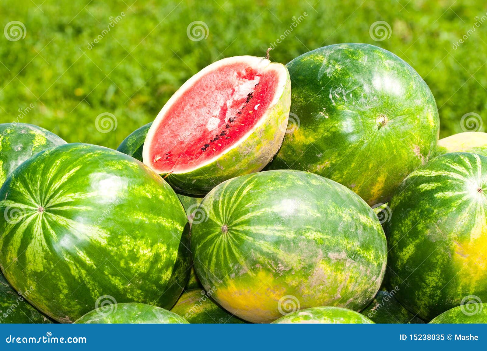 Het Kweken Van Watermeloen Op Het Gebied Stock Afbeelding - Image of ...