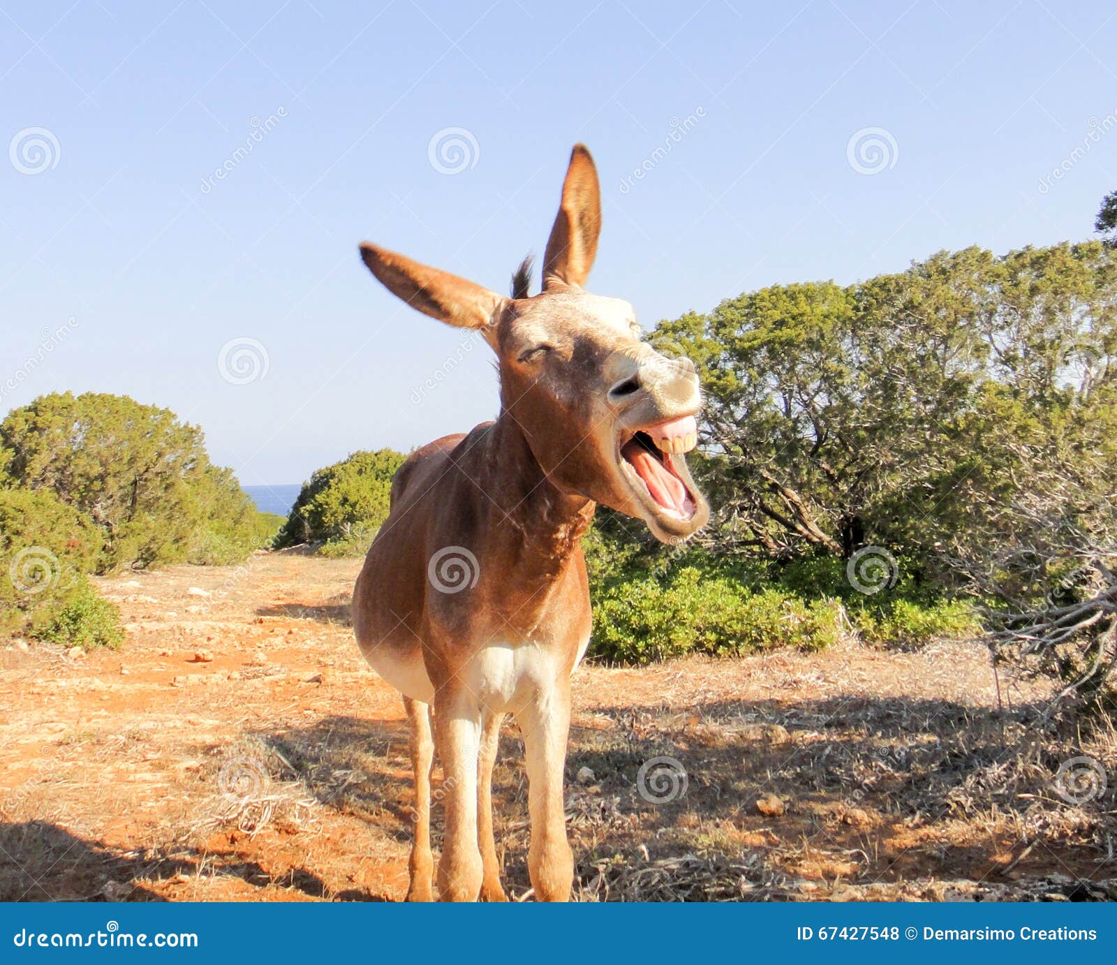 Het lachen ezel stock foto. Image of ezel, wild, reis - 67427548