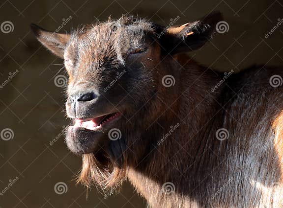 Het lachen Geit stock afbeelding. Image of baard, slapend - 22341425