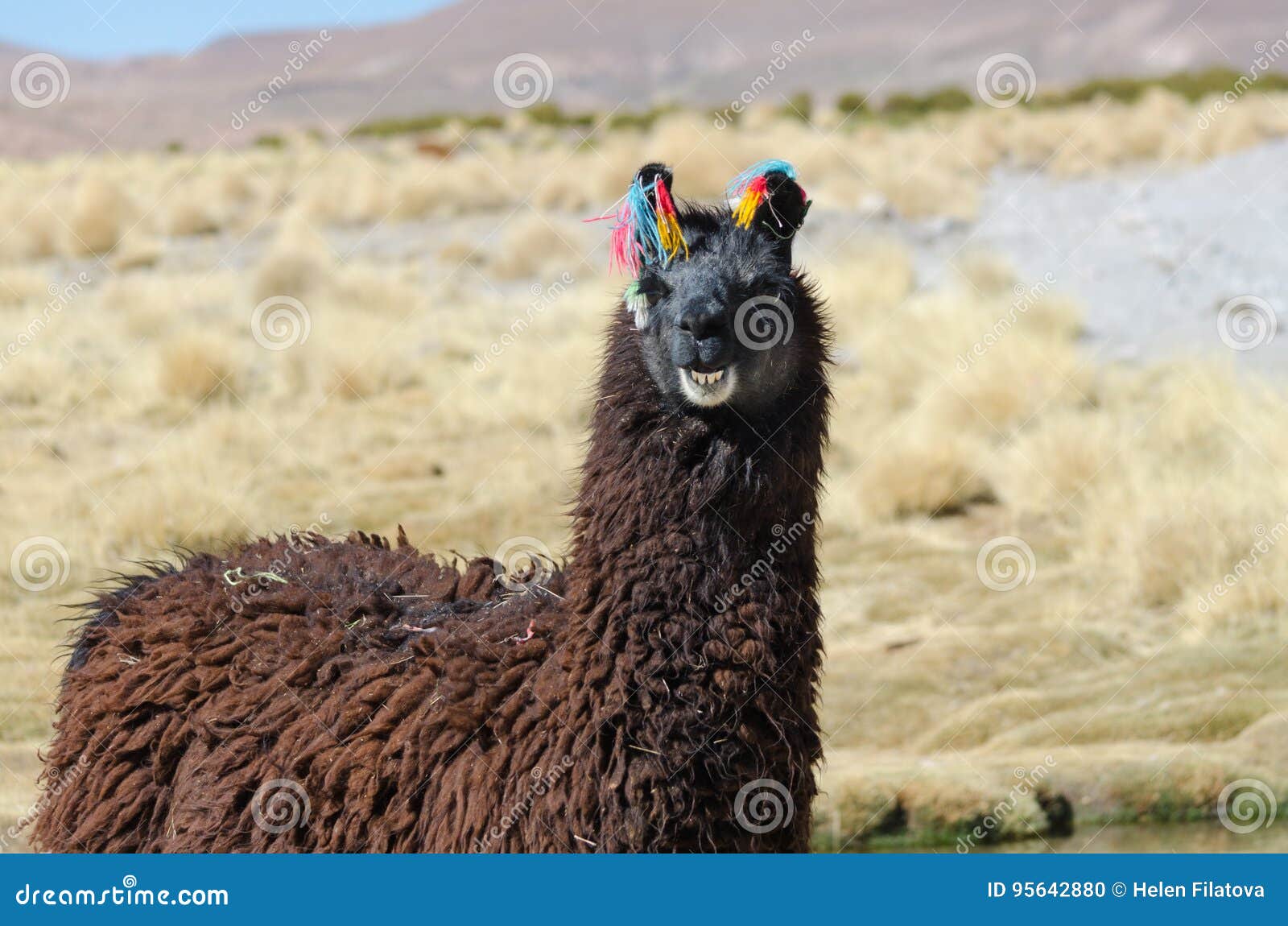 Het lachen lama stock foto. Image of landschap, zuiden - 95642880