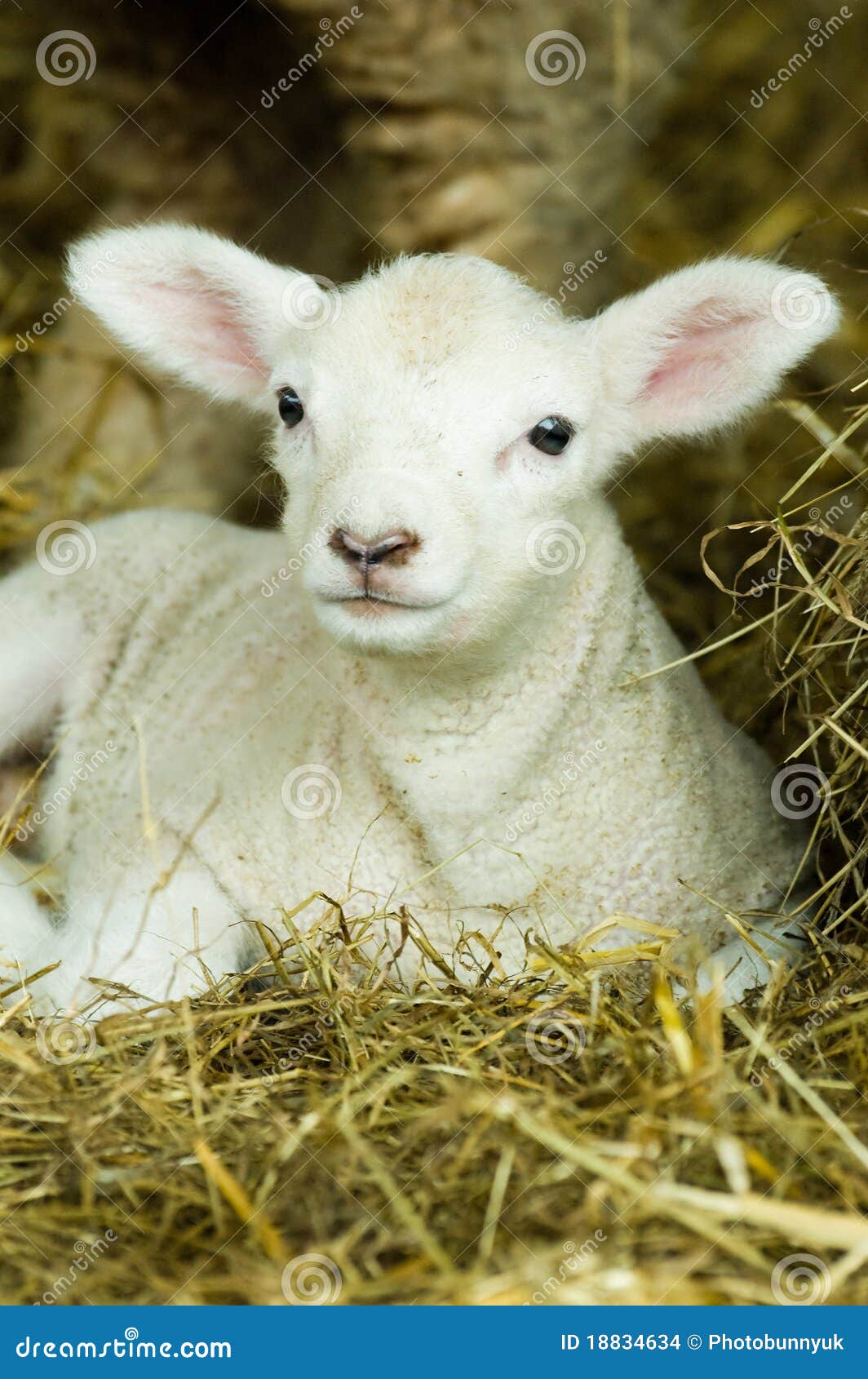 Het Lam van de baby stock foto. Image of leuk, zoogdier - 18834634