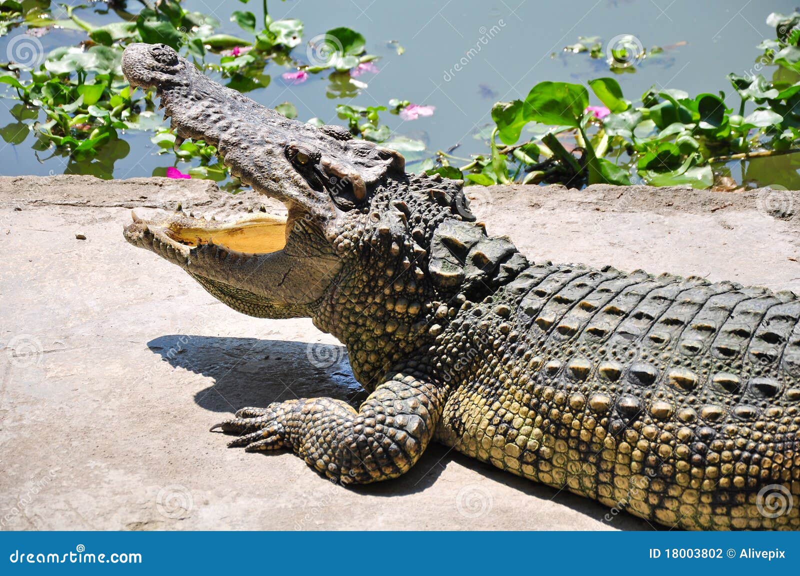Het Landbouwbedrijf Van De Krokodil in Thailand. Stock Foto - Image of ...