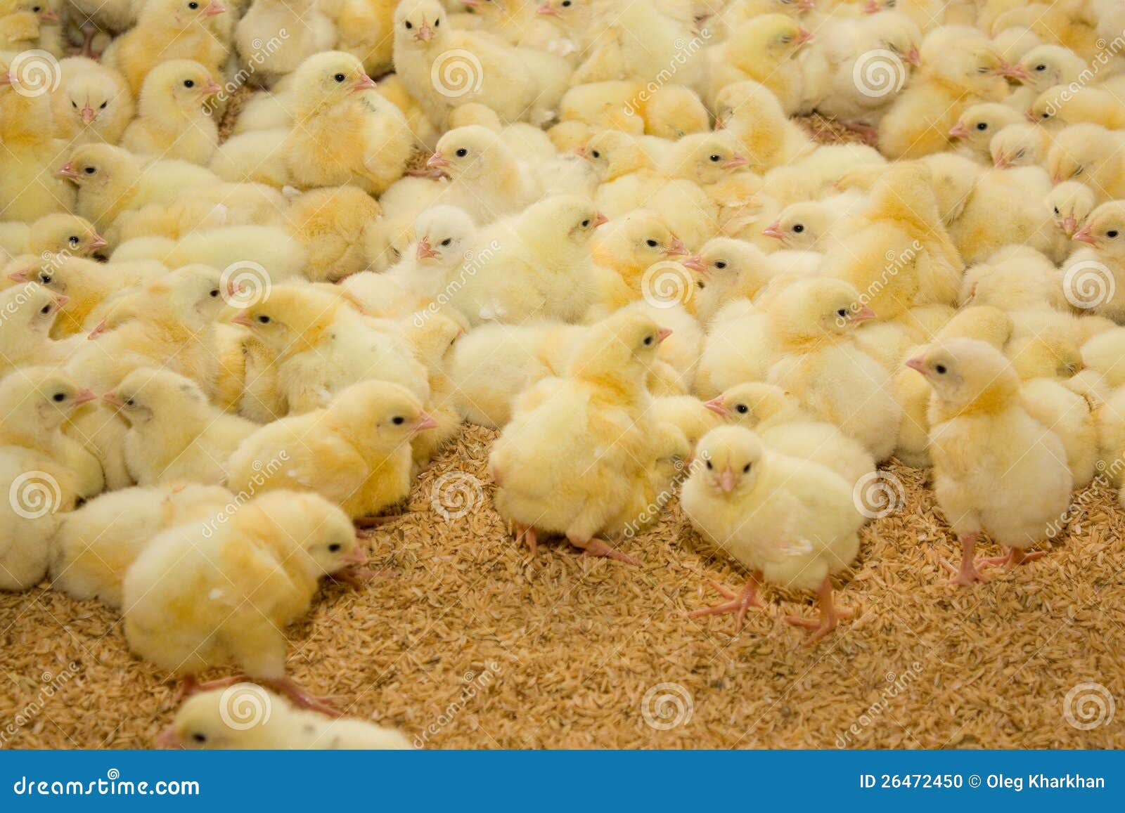 Het Landbouwbedrijf Van Het Gevogelte Stock Foto - Image of fokkerij ...