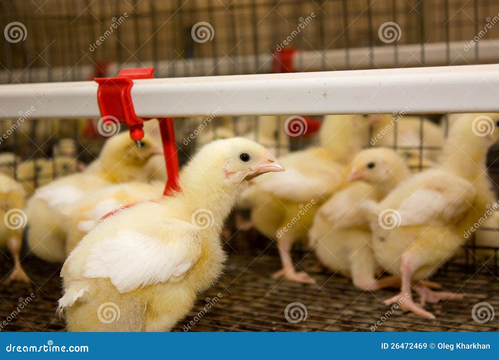 Het Landbouwbedrijf Van Het Gevogelte Stock Afbeelding - Image of ...