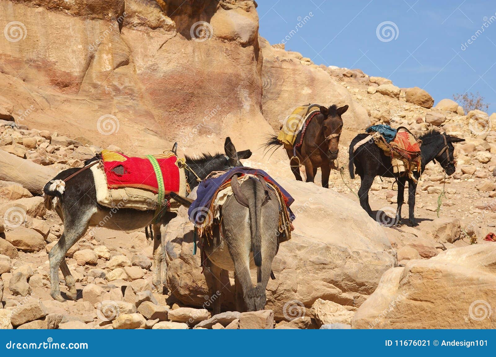 Het Landelijke Leven Van Ezels Stock Afbeelding - Image of woestijn ...