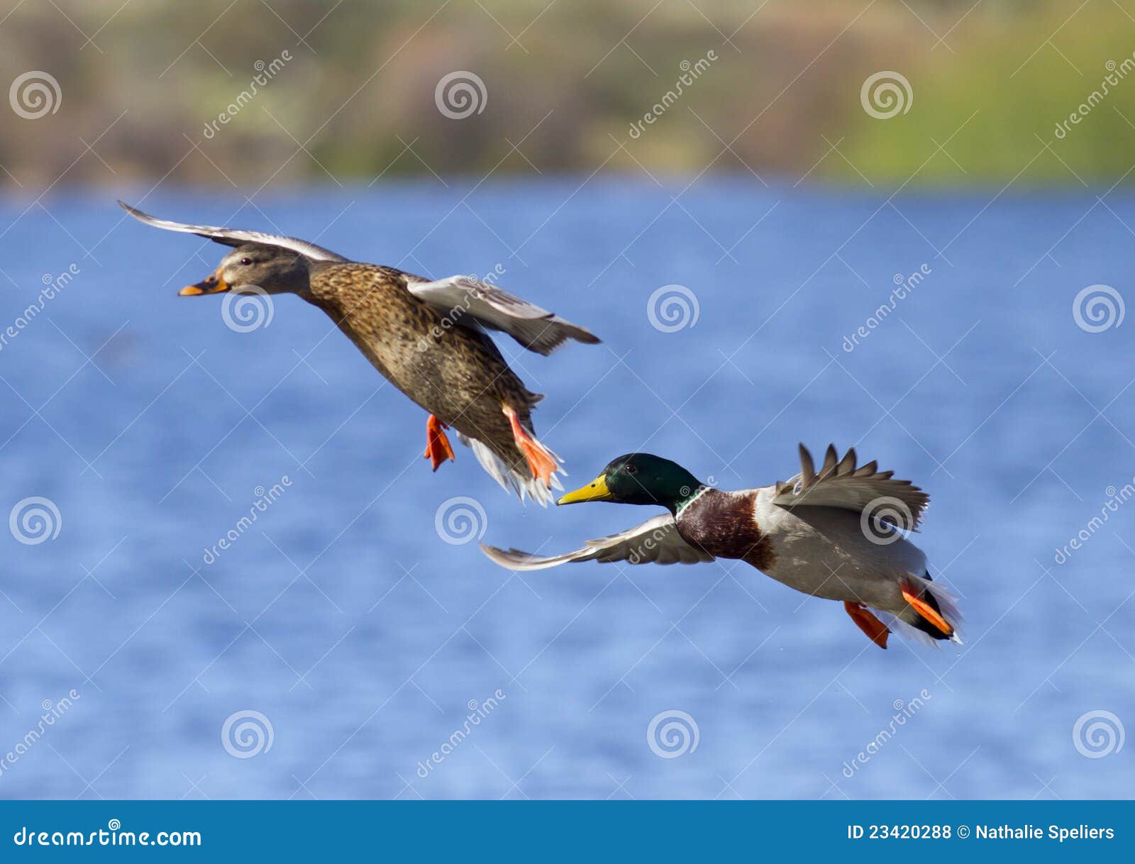 Het Landen Van Het Paar Van De Eend Van De Wilde Eend Stock Foto ...