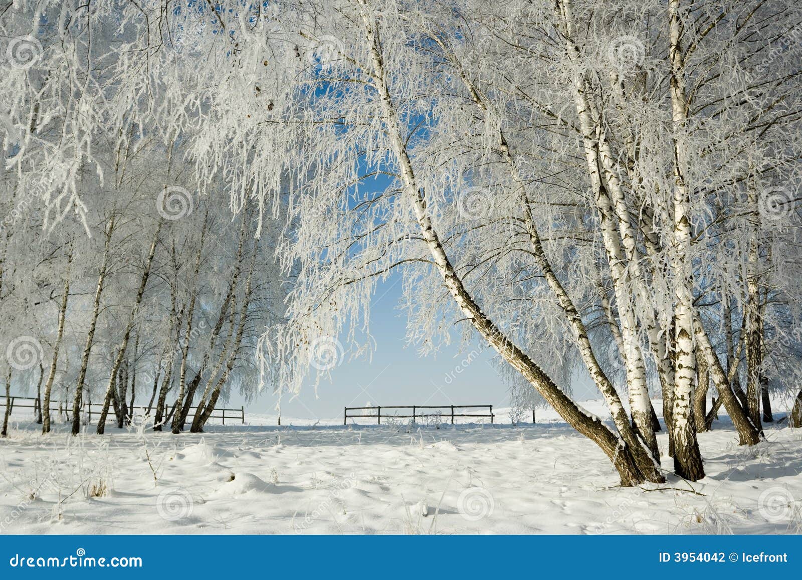 Het Landschap En De Bomen Van De Winter Stock Foto - Image of helder ...
