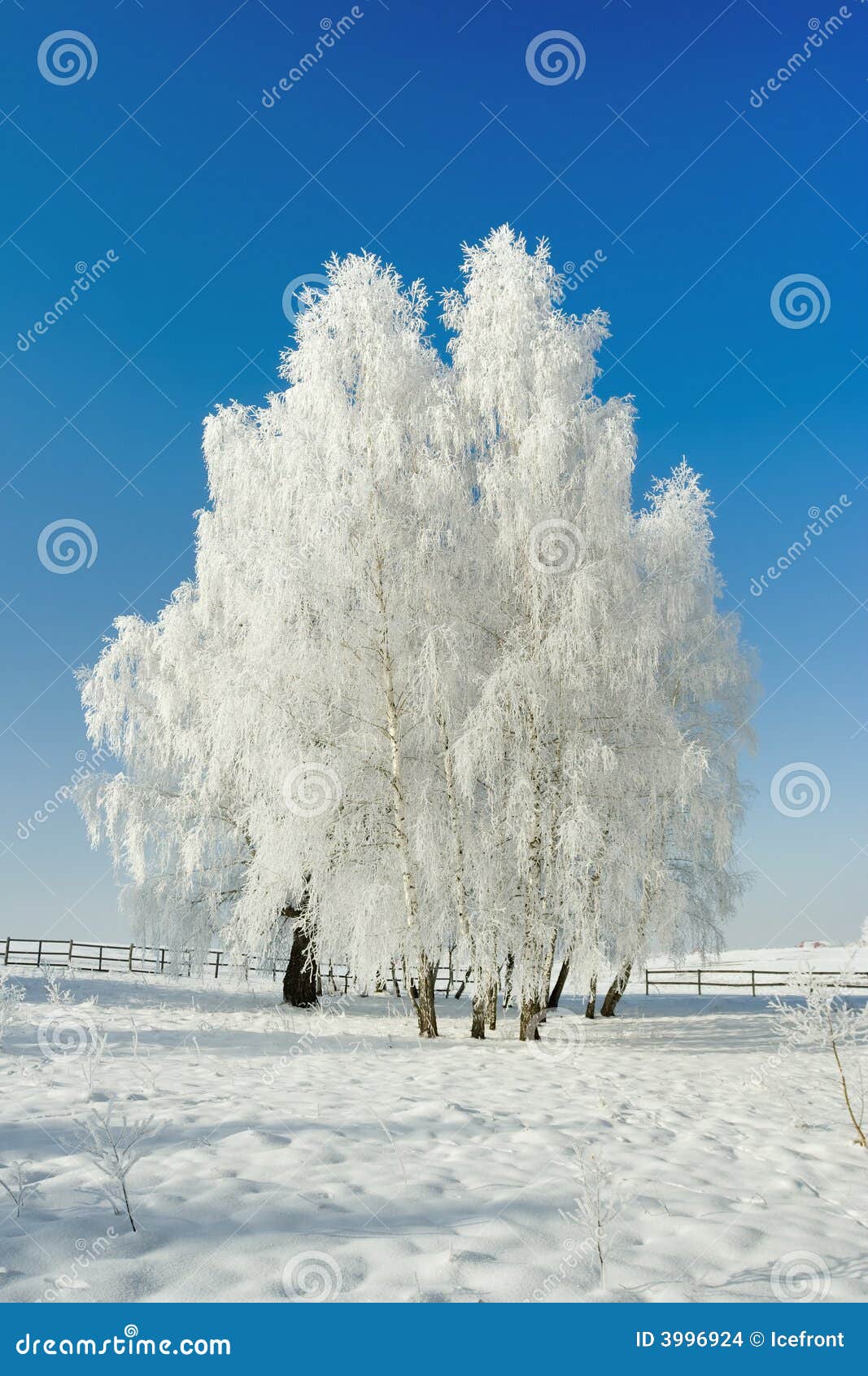Het Landschap En De Bomen Van De Winter Stock Foto - Image of mooi ...